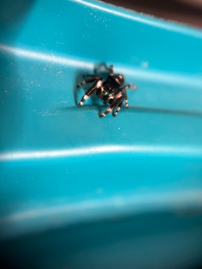 Bold Jumping Spider Slings by Compassion menagerie