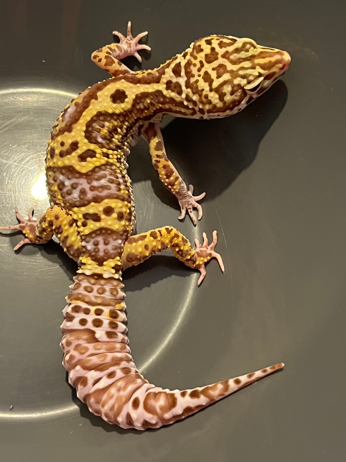 CB22 Bell Albino Mack Snow 66% Poss Eclipse 50% Poss Murphy Patternless ...