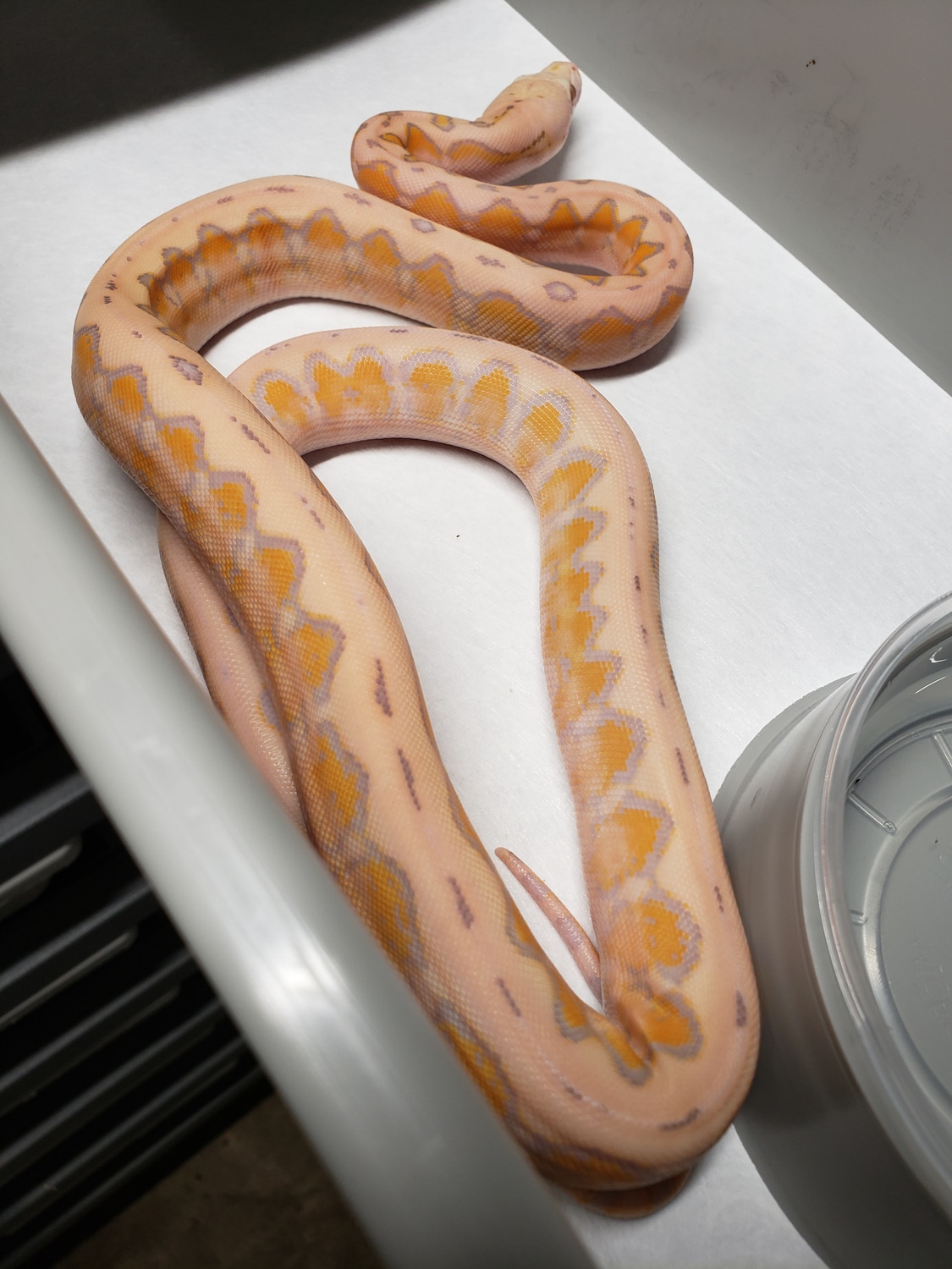 Lavender Motley Jaguar Reticulated Python by Izzy's Exotics - MorphMarket