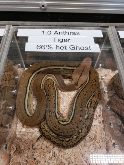 Anthrax Tiger 66% Het Ghost Reticulated Python by Izzy's Exotics