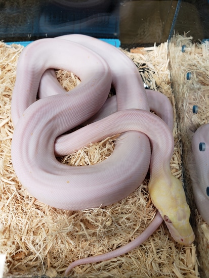 Albino Super Motley Reticulated Python by Izzy's Exotics