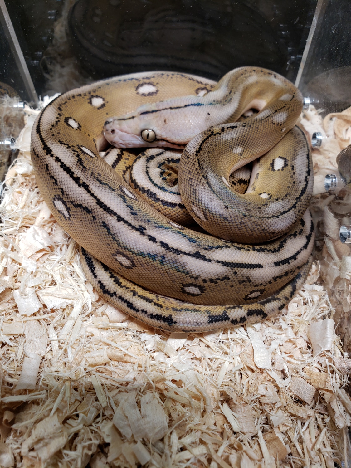 Platinum Motley Tiger 100% Het Albino Reticulated Python by Izzy's ...