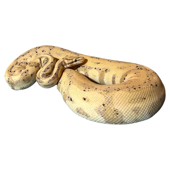 Blade Coral Glow Leopard Het Clown Ball Python by Twisted Tails Exotics