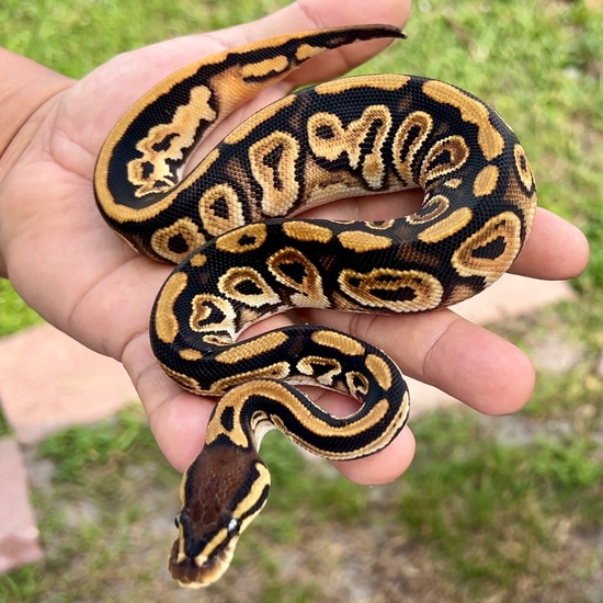 Black Pastel Orange Dream 66% Het Clown 50% Het Piebald Ball Python by ...