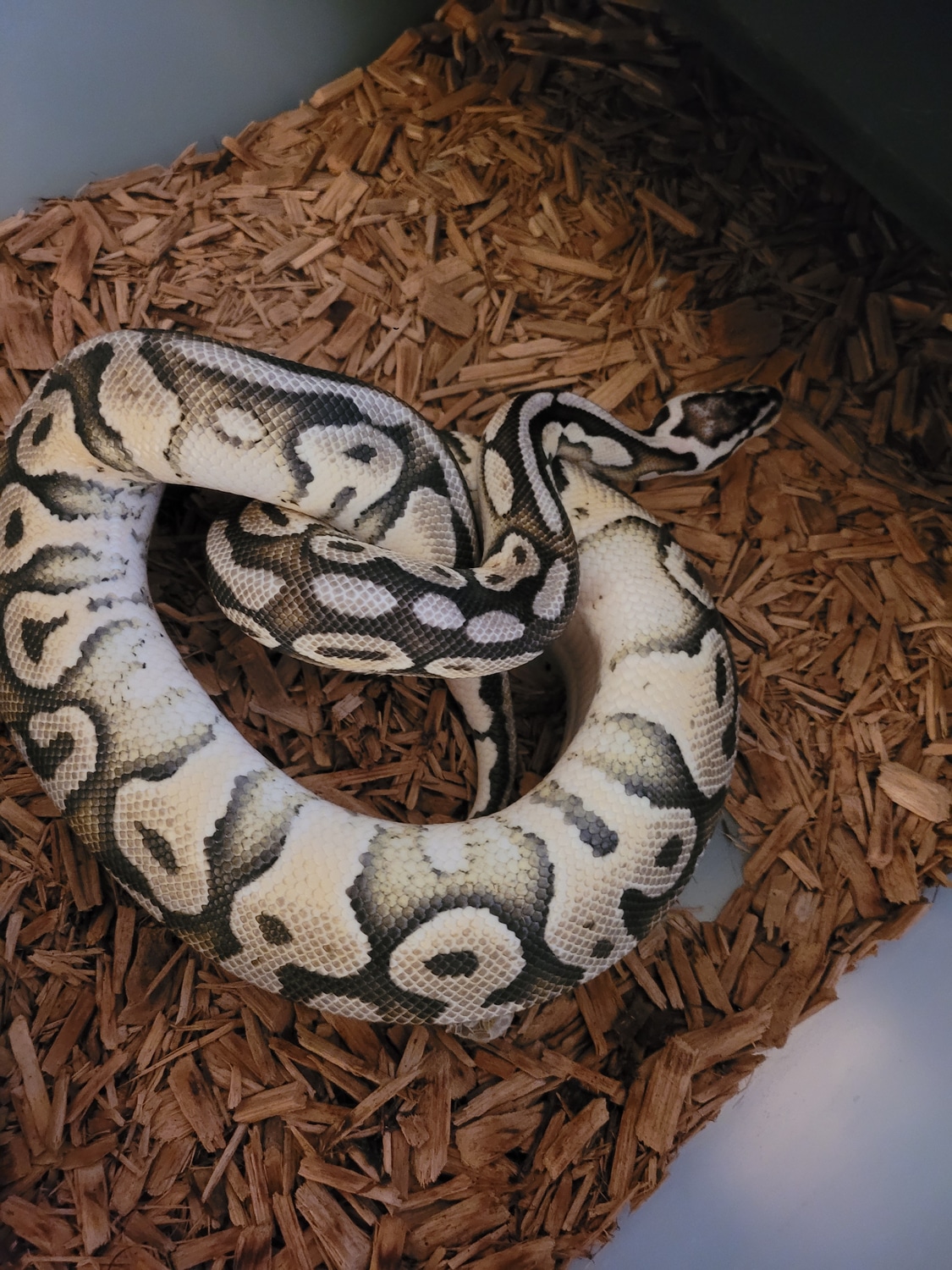 Super Pastel SK Het Clown DKR Ball Python by Riot Reptiles - MorphMarket