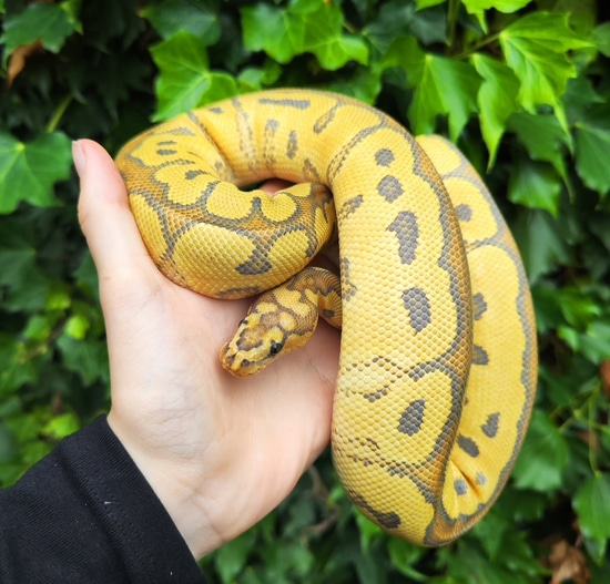Hypo Clown Ball Python by Izzyspythonsuk