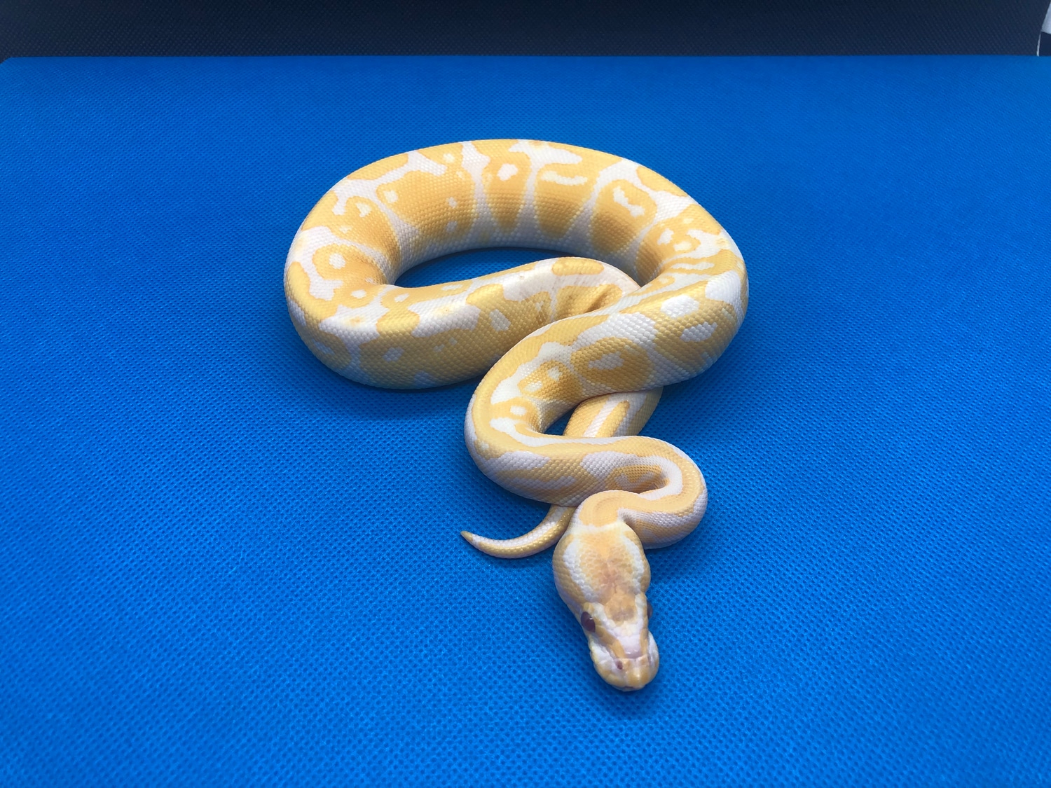 Lavender Albino Ball Python by Brooks Family Reptiles - MorphMarket