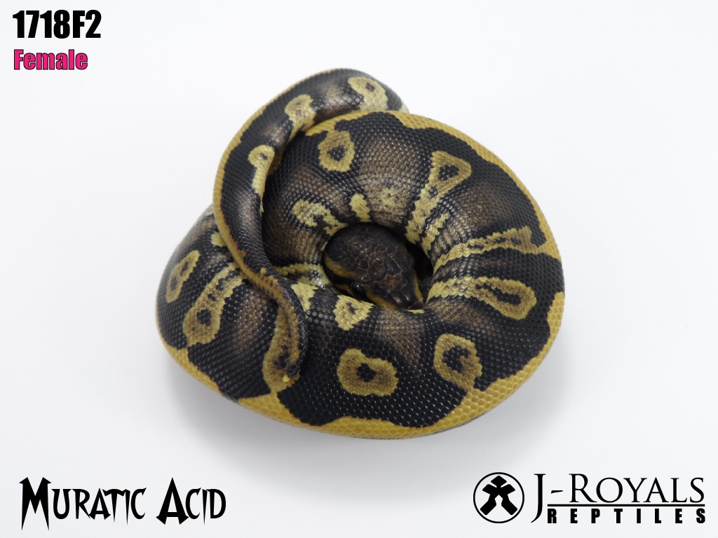 Muratic Acid Ball Python by J-Royals Reptiles - MorphMarket