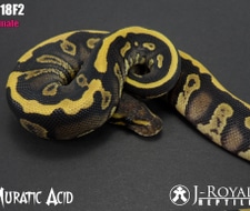 Muratic Acid Ball Python by J-Royals Reptiles - MorphMarket