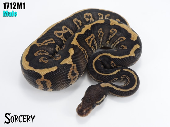 Sorcery Ball Python by J-Royals Reptiles