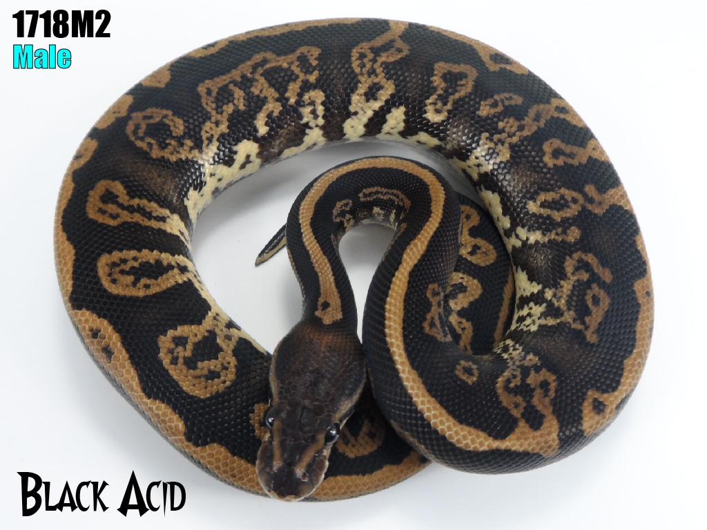 Black Acid Ball Python by J-Royals Reptiles - MorphMarket