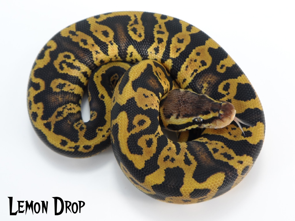 Lemon Drop Ball Python by J-Royals Reptiles - MorphMarket