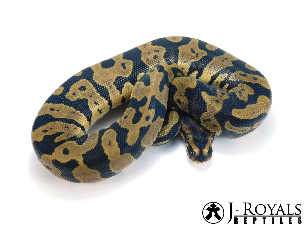Acid Het. Clown Ball Python by J-Royals Reptiles - MorphMarket