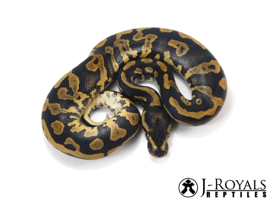 Acid YB Ball Python by J-Royals Reptiles