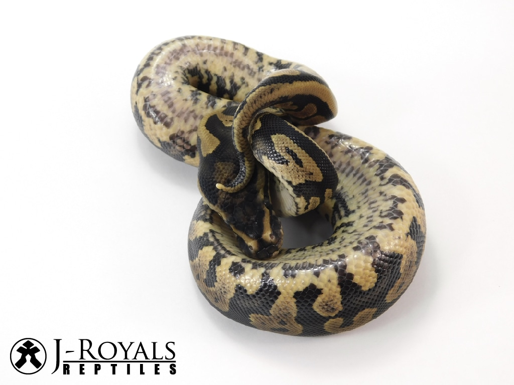 Acid YB Ball Python by J-Royals Reptiles - MorphMarket