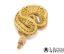 Acid Calico Dragonfly Ball Python by J-Royals Reptiles - MorphMarket
