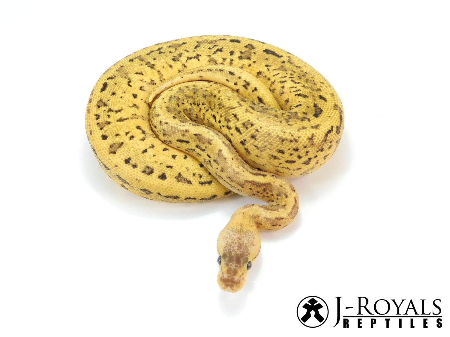 Acid Calico Dragonfly Ball Python by J-Royals Reptiles - MorphMarket