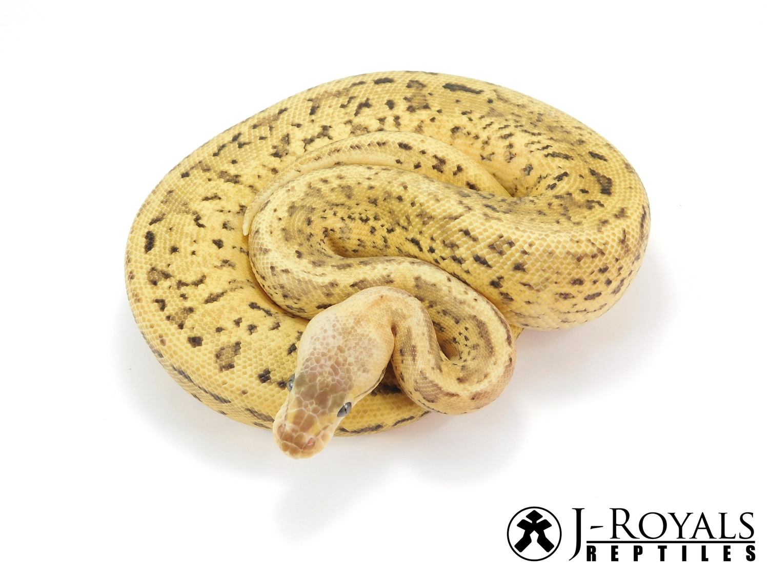 Acid Calico Dragonfly Ball Python by J-Royals Reptiles - MorphMarket