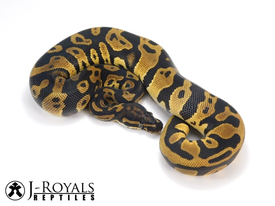 Acid OD Blitz Ball Python by J-Royals Reptiles
