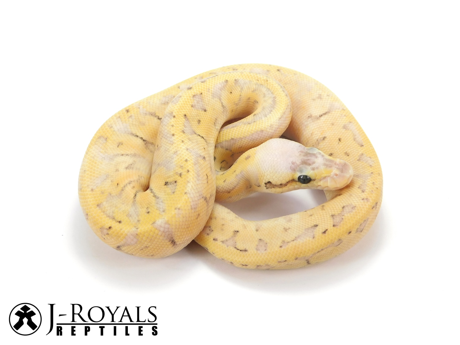 OD YB Super Blast Ball Python by J-Royals Reptiles - MorphMarket