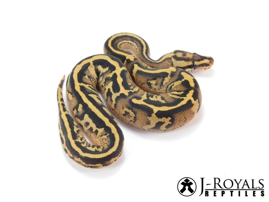 Acid Fire OD YB Ball Python by J-Royals Reptiles