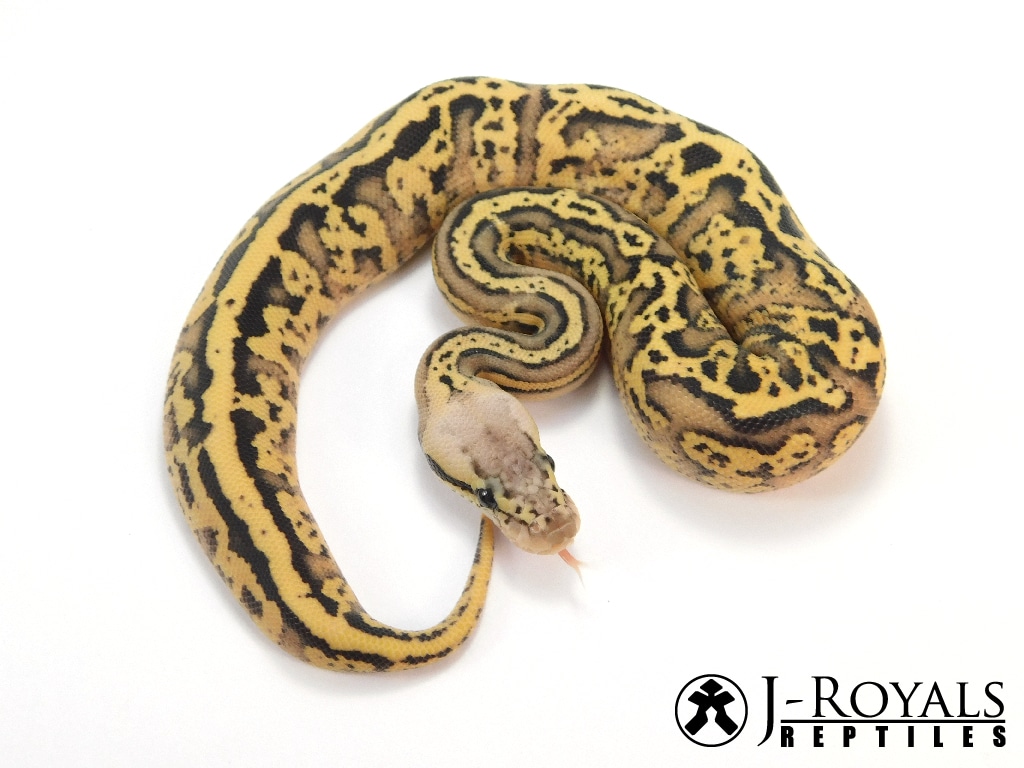 Acid YB Superfly Ball Python by J-Royals Reptiles - MorphMarket