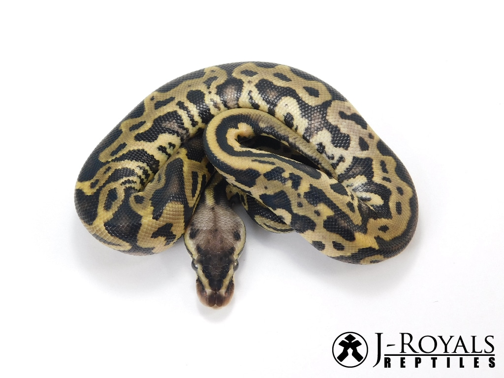 Leopard Pastel DH TSK Pied Ball Python by J-Royals Reptiles - MorphMarket
