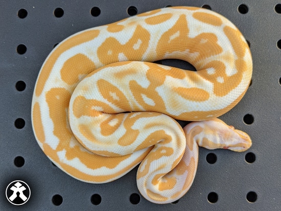 Albino Combo Ball Python by J-Royals Reptiles