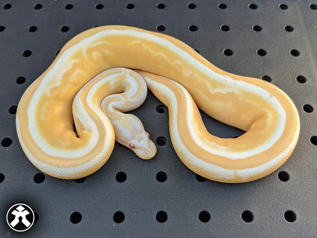 Albino Cinny Enchi OD YB 50% Het Pied Ball Python by J-Royals Reptiles - MorphMarket