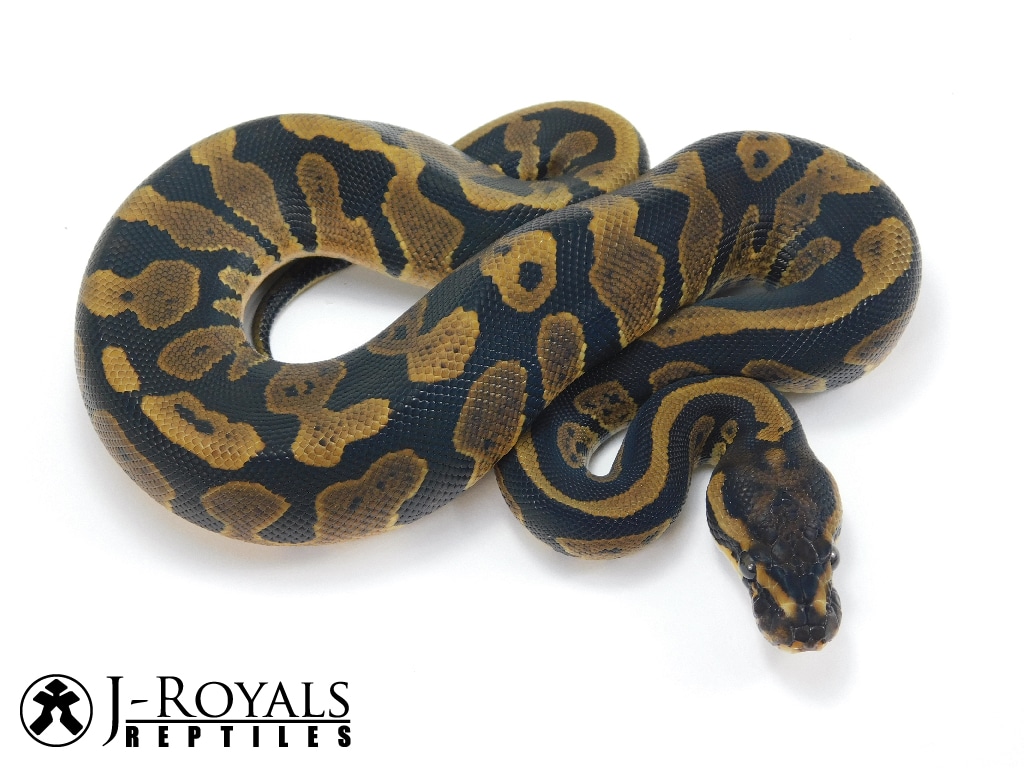 Acid Ball Python by J-Royals Reptiles - MorphMarket