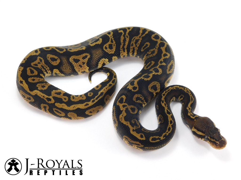 Acid Blitz Combo Ball Python by J-Royals Reptiles - MorphMarket