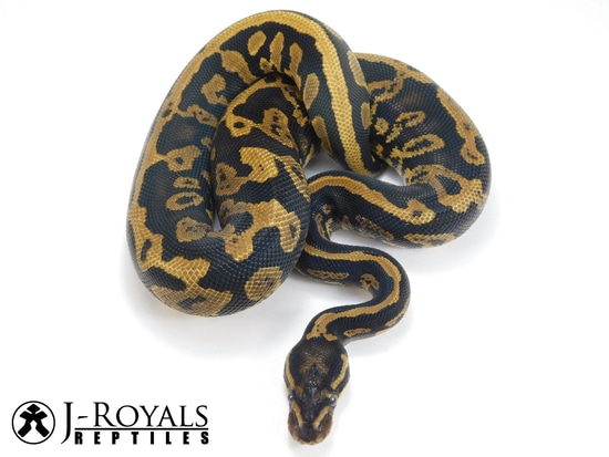 Acid YB Super Granite? Ball Python by J-Royals Reptiles
