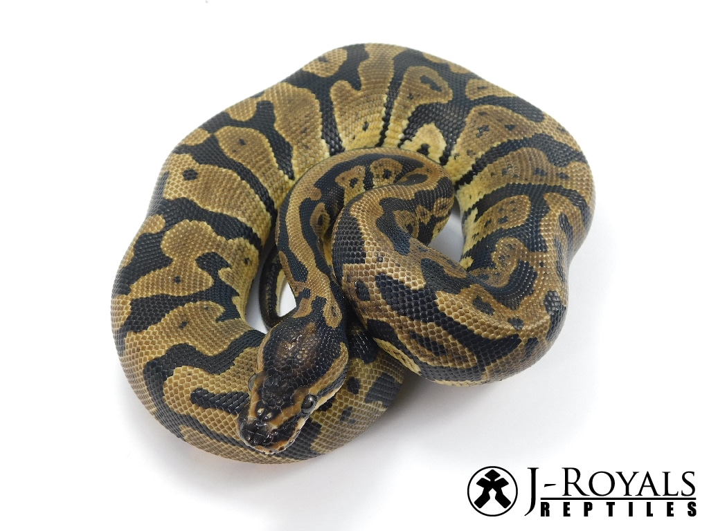 Acid Ball Python by J-Royals Reptiles - MorphMarket