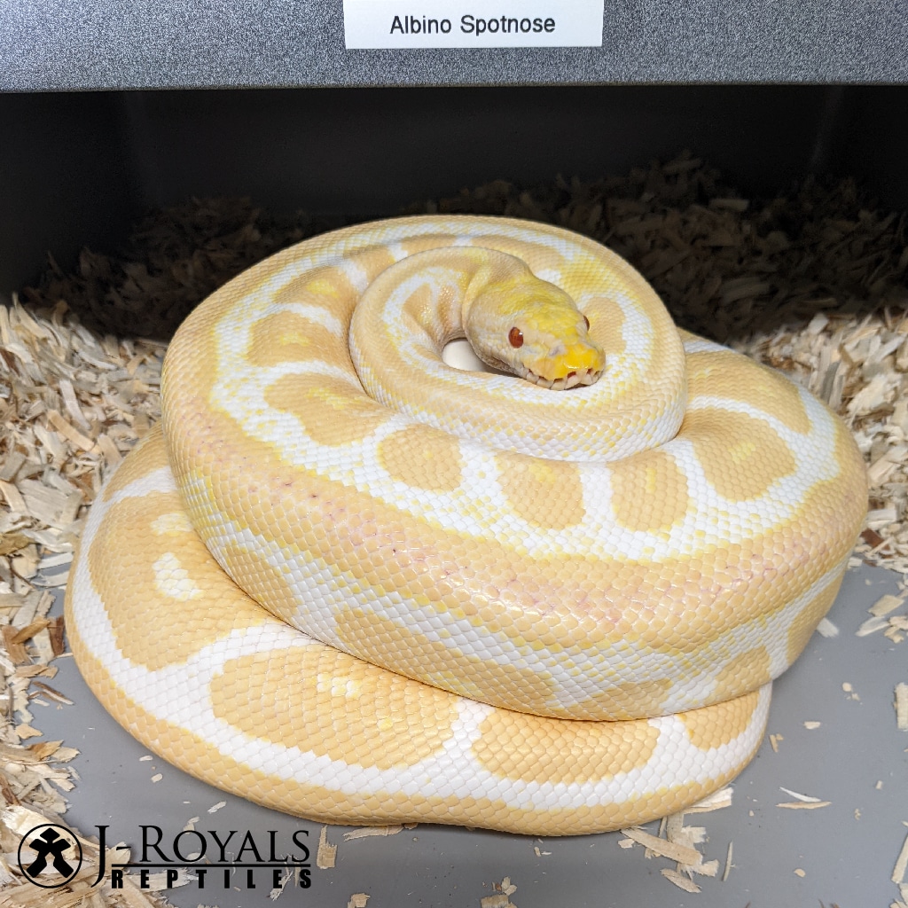 Albino Spotnose Ball Python by J-Royals Reptiles - MorphMarket