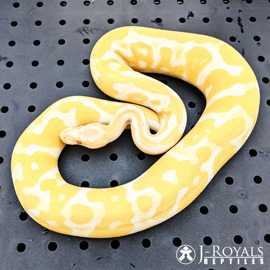 Albino Acid Combo Ball Python by J-Royals Reptiles