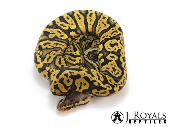 Acid Super Pastel Het. Candino Ball Python by J-Royals Reptiles