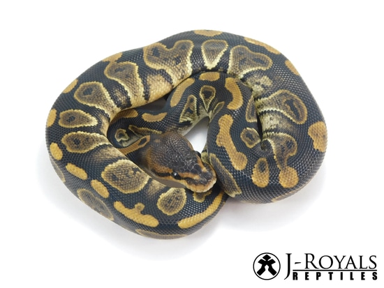 Wookie Ball Python by J-Royals Reptiles
