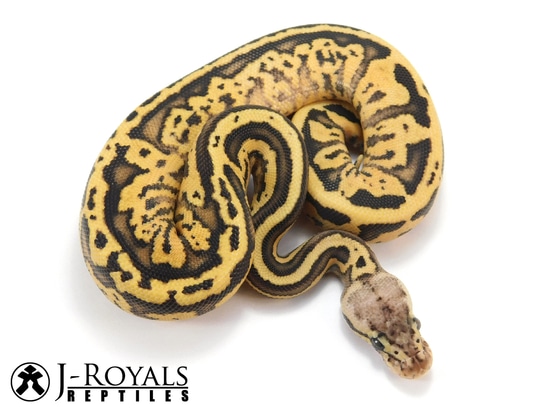 Acid Firefly OD Ball Python by J-Royals Reptiles