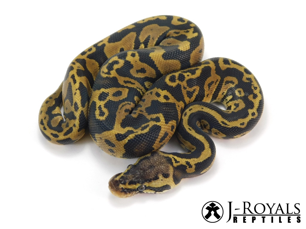 Acid Pastel Het. Albino Ball Python by J-Royals Reptiles - MorphMarket