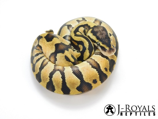 Pastel Enchi DH Cryptic DG Ball Python by J-Royals Reptiles