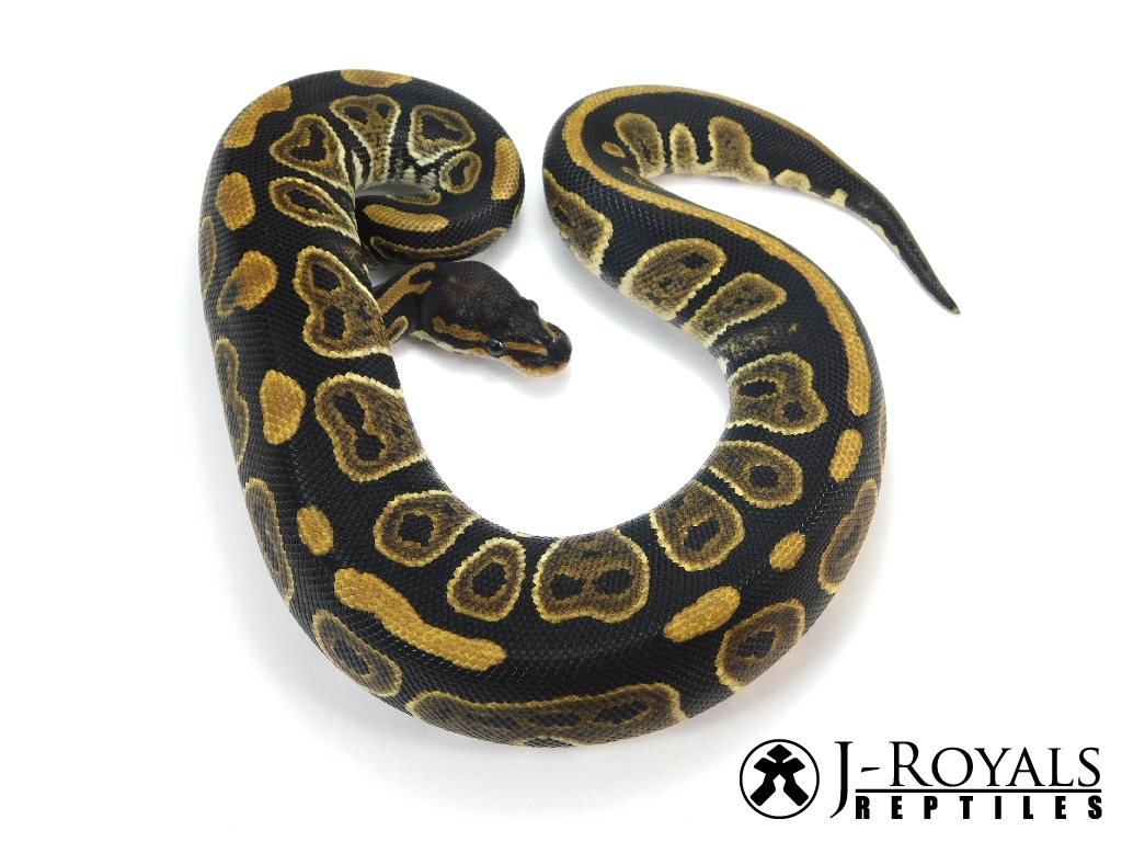 Wookie Ball Python by J-Royals Reptiles - MorphMarket