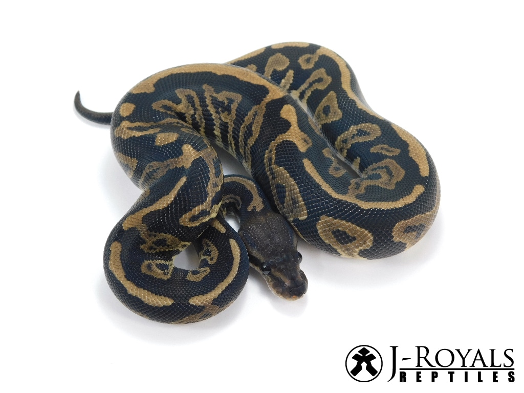 Acid BlkPastel Ball Python by J-Royals Reptiles - MorphMarket