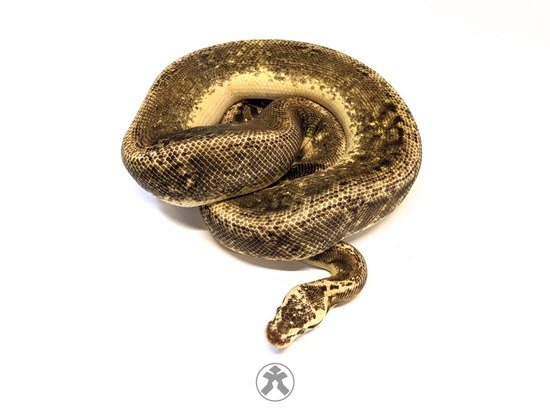 Super Pastel Acid Calico OD YB Ball Python by J-Royals Reptiles