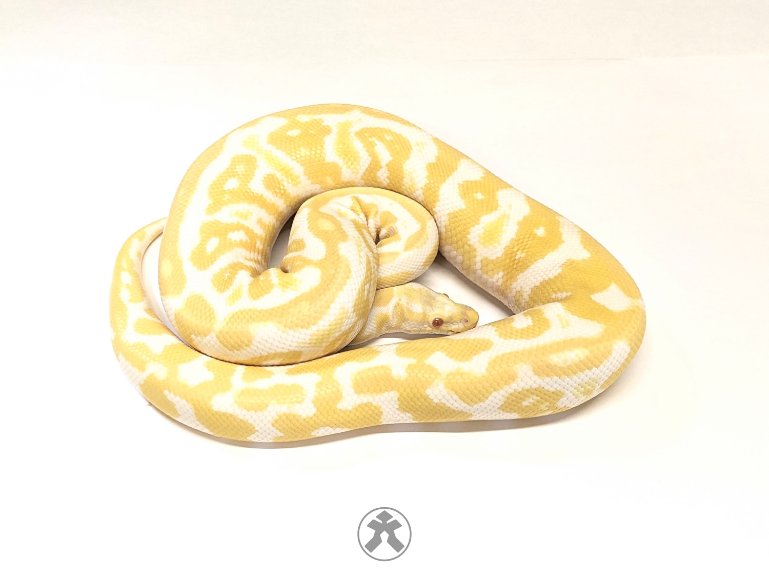 Albino Acid BlkPastel YB Ball Python by J-Royals Reptiles - MorphMarket