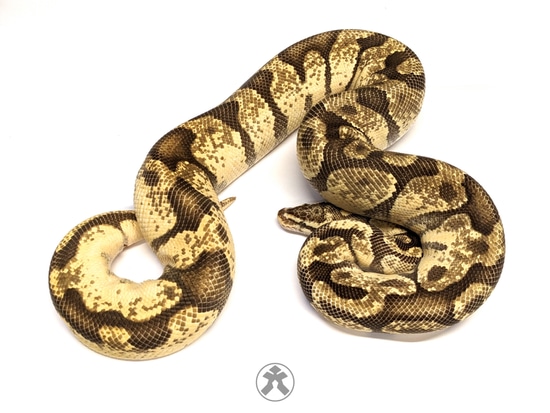 Enchi Firefly Ball Python by J-Royals Reptiles