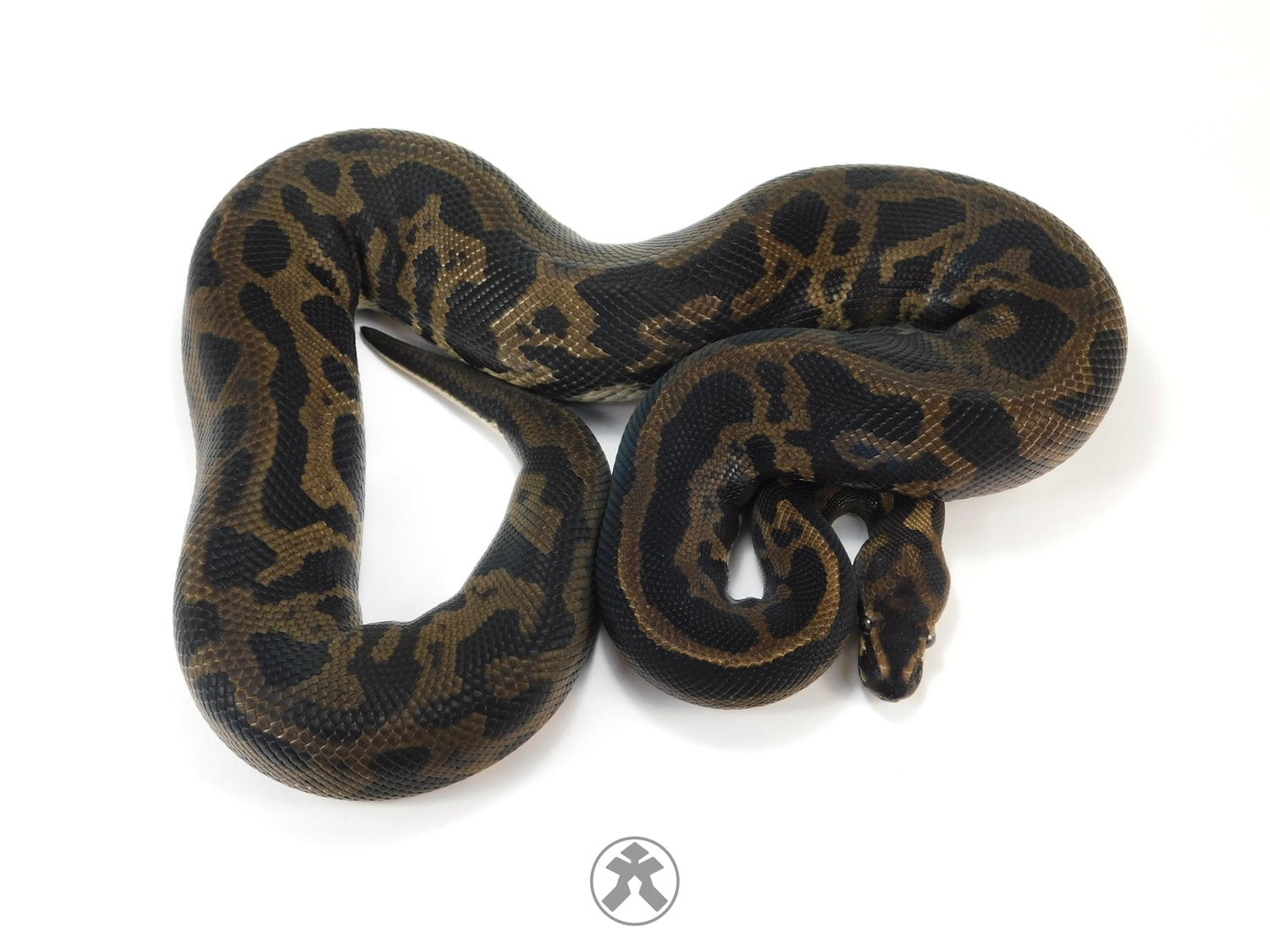 Acid Leopard Het. Pied Ball Python by J-Royals Reptiles - MorphMarket