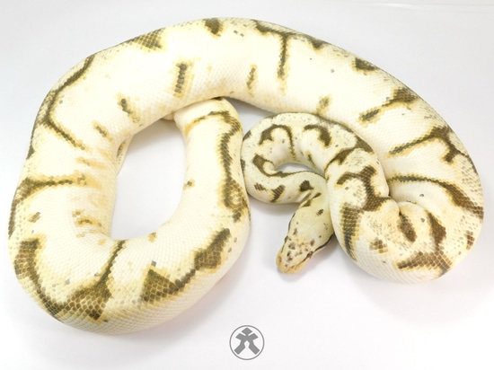 Killer Calibee Ball Python by J-Royals Reptiles