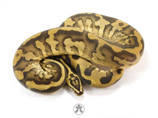 Acid Enchi Fire YB Ball Python by J-Royals Reptiles