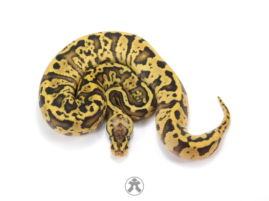 Acid Firefly Ball Python by J-Royals Reptiles