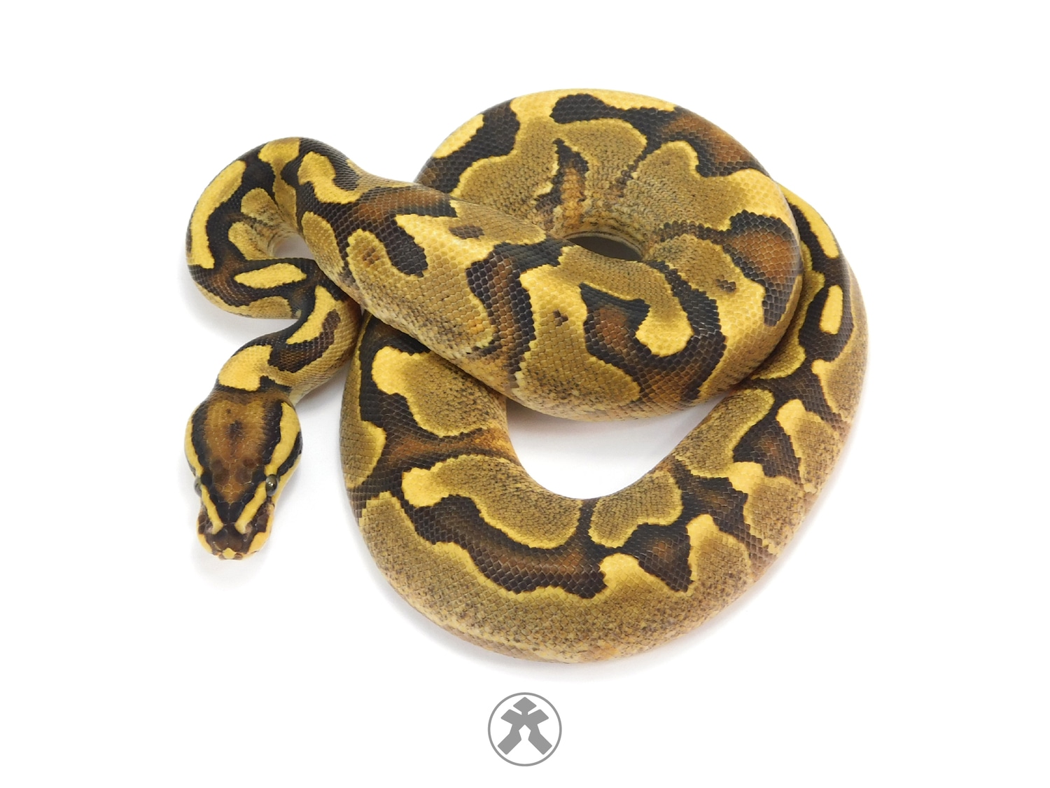 Pos Het. Monsoon Enchi Fire YB Ball Python by J-Royals Reptiles ...